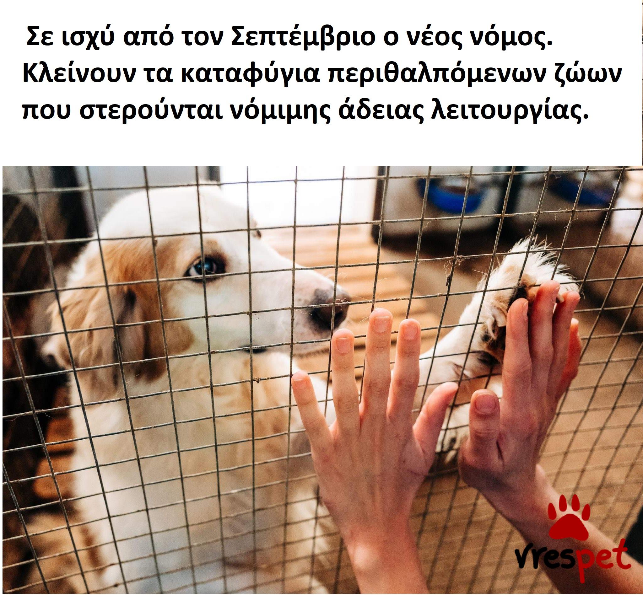 Χαρίζεται! Αγγελία για σκύλο. Άγνωστο - Ημίαιμο. Ελληνικό Αργυρούπολη ...