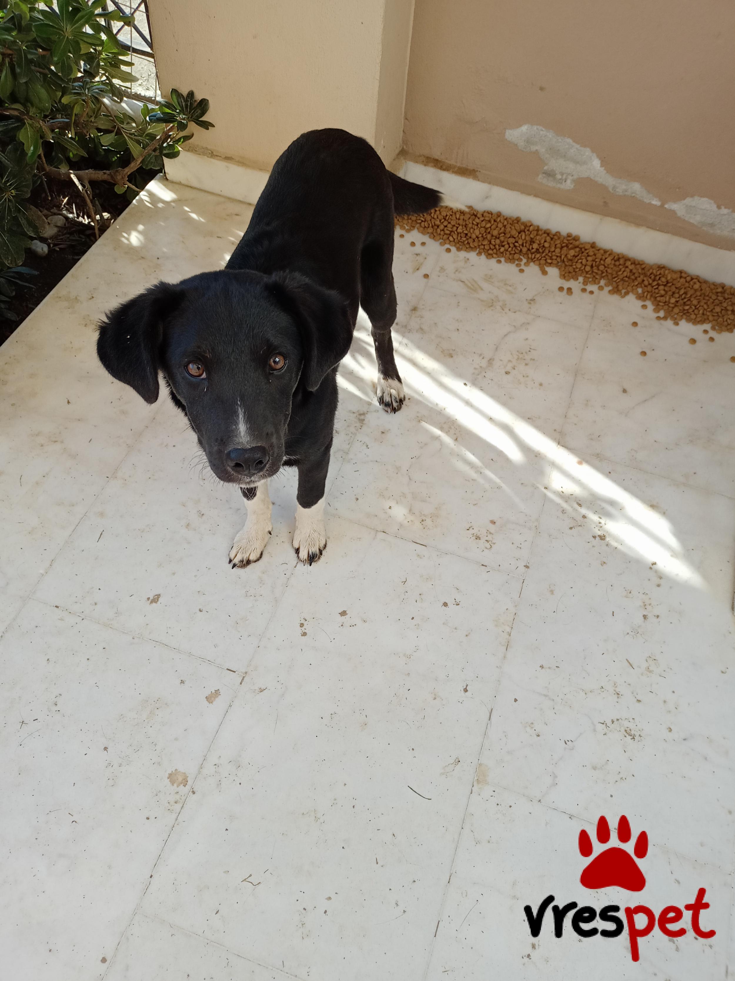 Χαρίζεται! Αγγελία για σκύλο. Λαμπραντόρ - Labrador Ημίαιμο ...